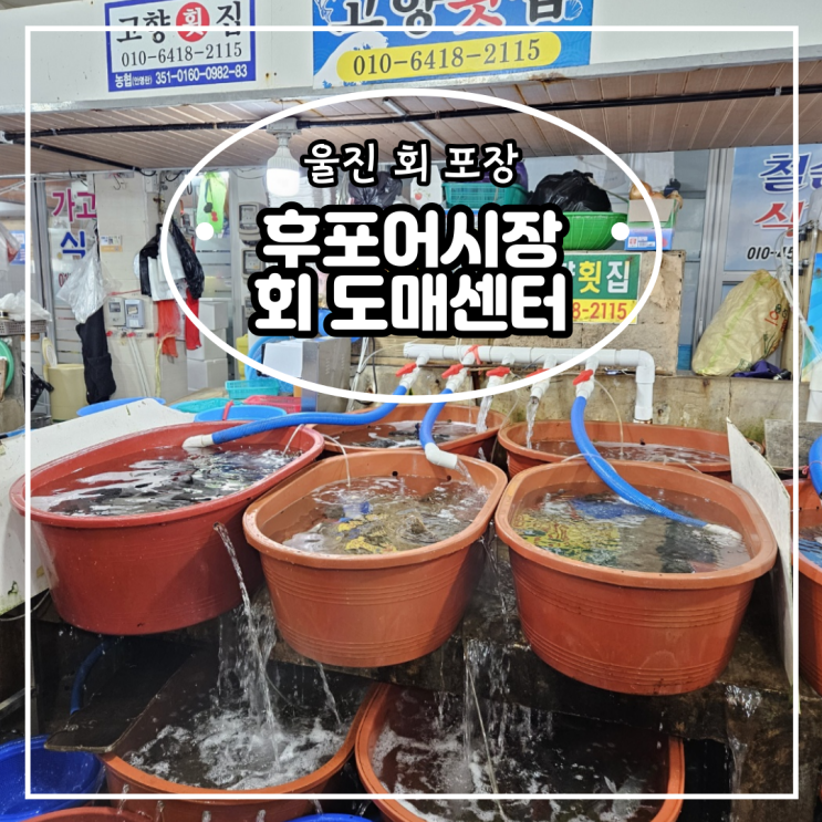 울진 후포항 후포어시장 회 도매센터 회 포장 저렴하고 양많아요 네이버 블로그
