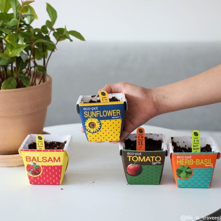 봄맞이 플렌테리어 자연학습 종이화분 식물기르기, 아트박스 품 poom : 네이버 블로그