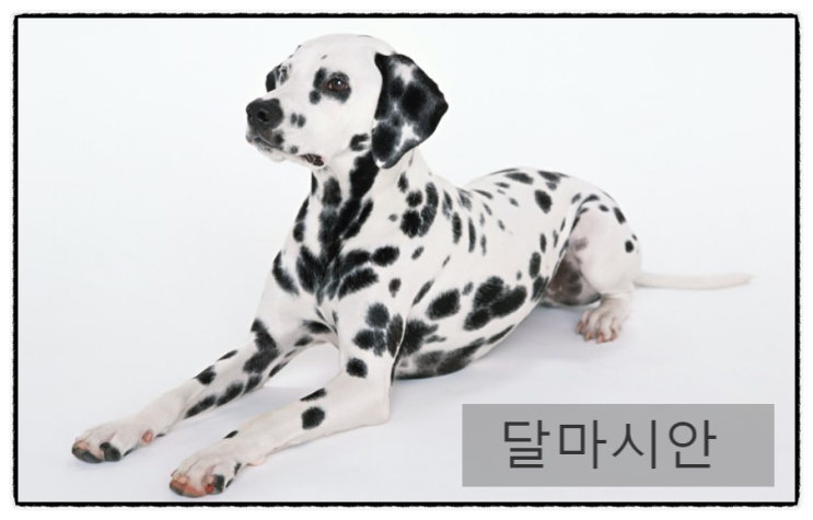 대형견 종류 달마시안 강아지성격 특징 키울때 알아야할 점 네이버 블로그