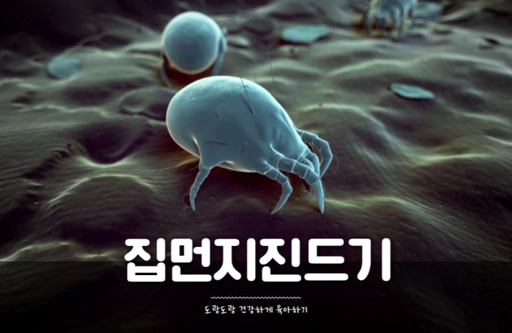 집먼지 진드기 알레르기 필수 관리 및 퇴치 방법 네이버 블로그