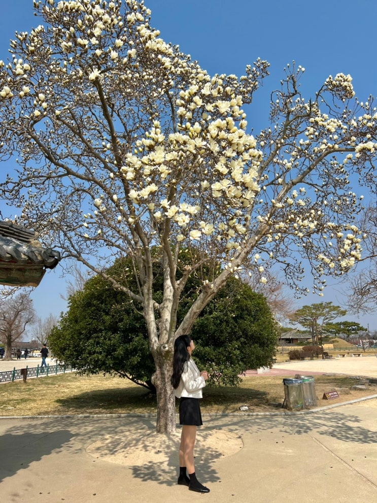 경주 가볼만한곳 첨성대 황리단길 동궁과 월지 경주 당일치기 코스 국내 봄 여행지 네이버 블로그