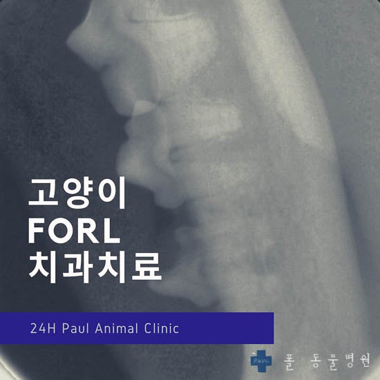 고양이 치아 흡수성 병변 치료(FORL) : 네이버 블로그