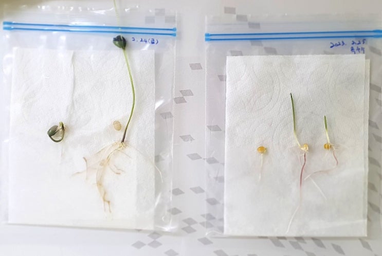 식물의 구조 관찰 지퍼백 씨앗 발아 쌍떡잎식물 외떡잎식물 비교실험 네이버 블로그