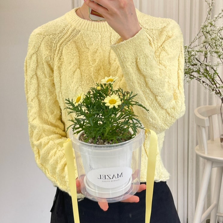 청주꽃집 청대꽃집 청주대꽃집 우암동꽃집 마젤플라워스튜디오 봄 꽃 미니화분 계란꽃 마가렛 데이지 🌼 네이버 블로그
