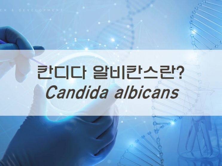칸디다 알비칸스균의 모든것/ Candida albicans란? : 네이버 블로그