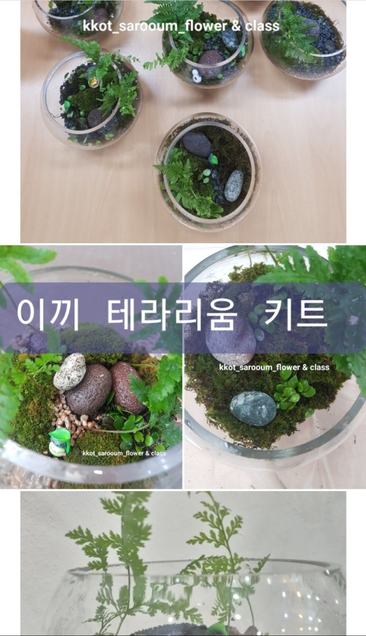 원예수업 이끼 테라리움키트 고사리 테라리움만들기 광주꽃집 첨단꽃집 꽃사로움 원예수업 이끼 테라리움 식물 숲정원 공간장식 꽃사로움