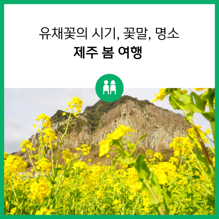 제주 봄 여행 유채꽃의 시기 꽃말 명소 네이버 블로그