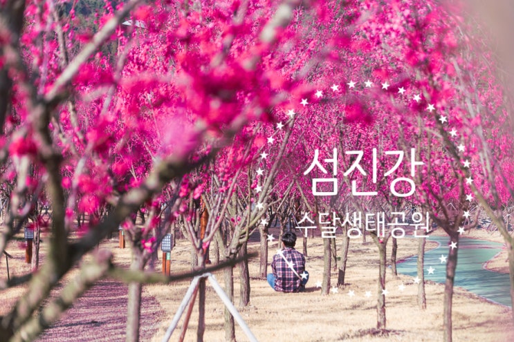 구례 가볼만한 곳구례 봄꽃 여행 명소 9 산수유마을산수유꽃 섬진강수달생태공원홍매화 천은사홍매화 지리산치즈랜드