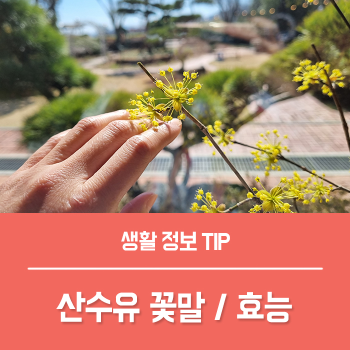 산수유 나무 꽃말 산수유 열매 효능 Top 3 부작용은 네이버 블로그
