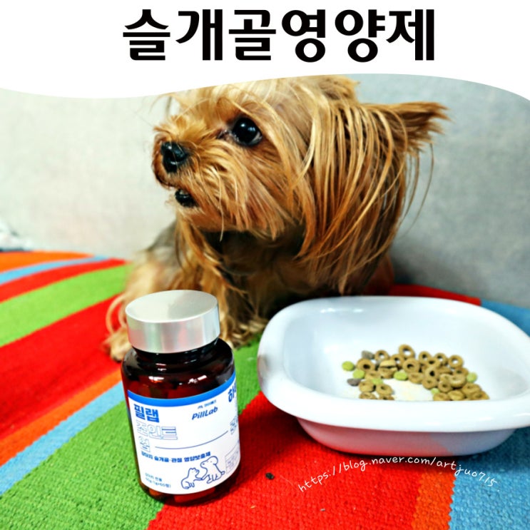 강아지 슬개골 탈구증상 걱정에 필랩 조인트업 영양제 챙겨요~ 네이버 블로그