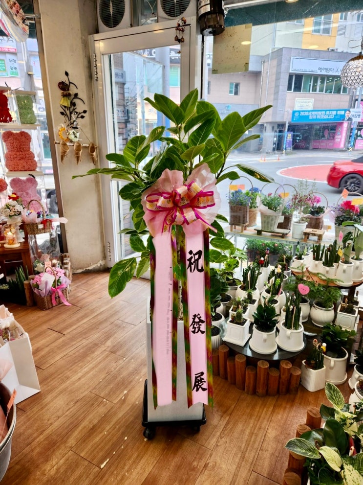 부산꽃집 부산화분배달 부산축하화분 부산뱅갈나무 부산개업화분 문현동꽃집 초야플라워 네이버 블로그