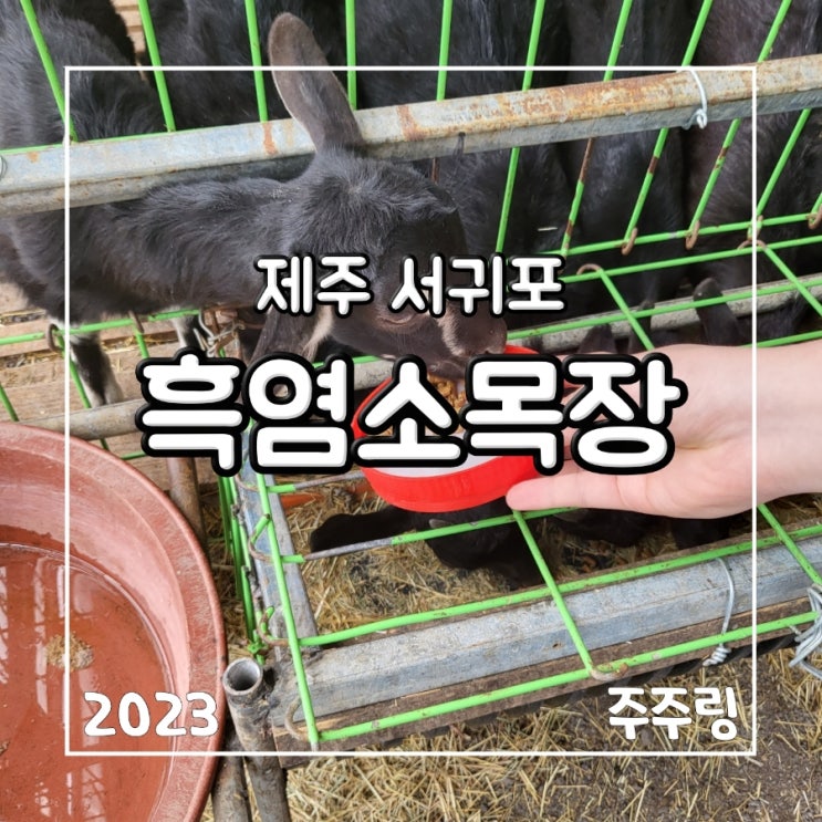 제주 서귀포 토종흑염소목장 편백포레스트에서 아기염소 보고 왔어요 네이버 블로그