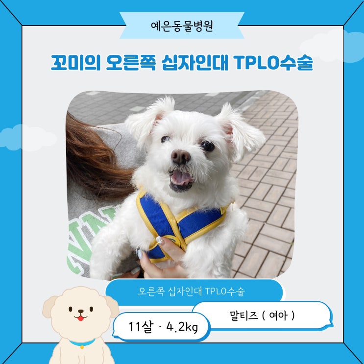 노령견 십자인대 단열 TPLO 수술병원 : 네이버 블로그