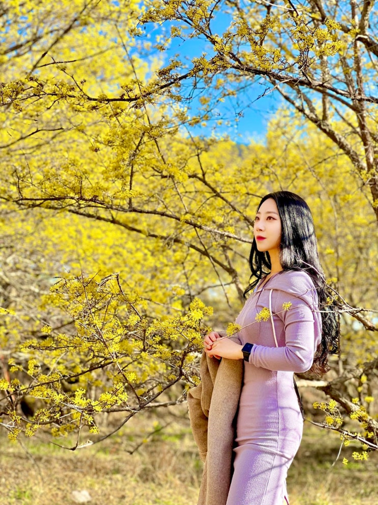 구례 산수유축제 산수유마을 주차 포토존 코스팁전남구례여행 네이버 블로그