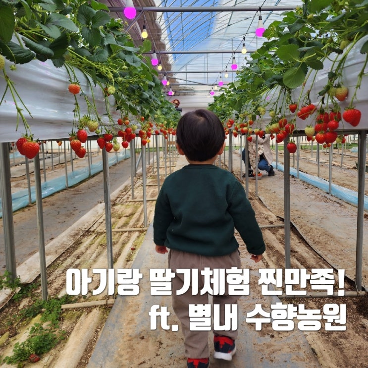 남양주별내 아기랑 딸기체험 찐만족|별내 수향농원 꿀팁 가득한 딸기체험 후기 네이버 블로그