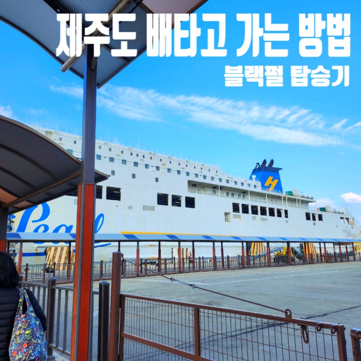 배타고 제주도 가는방법완도항에서 강아지데리고 블루펄 탑승후기feat펫여권발급방법 네이버 블로그
