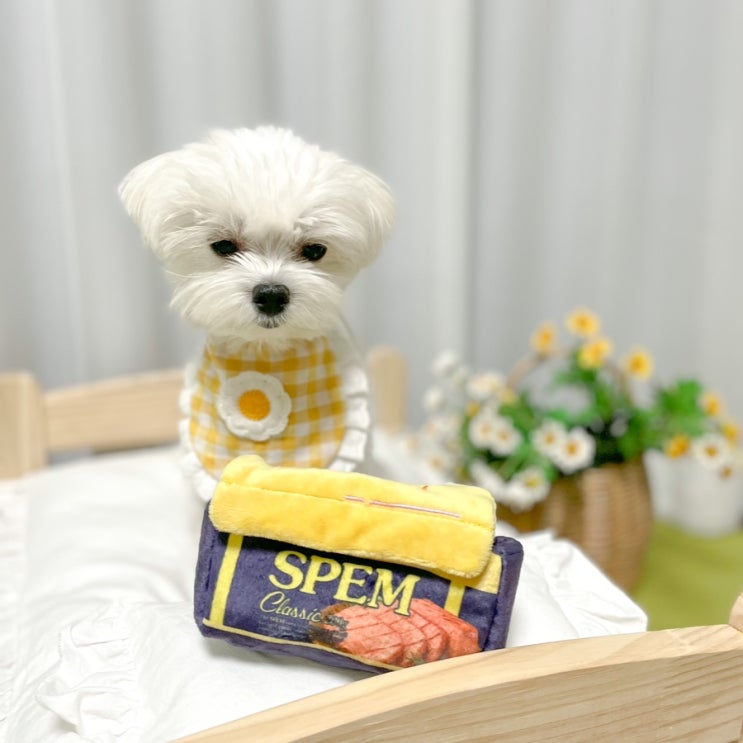 강아지 노즈워크 장난감 앱퍼피 분리불안 스트레스 해소 : 네이버 블로그