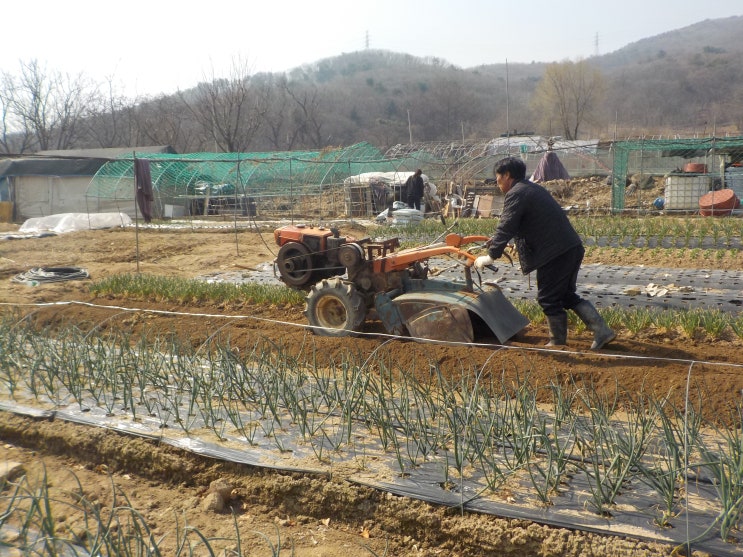 상추는 심고·· 쪽파는 수확하고·· : 네이버 블로그