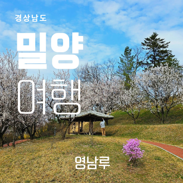 밀양 가볼만한곳 경남 3월 봄 여행 목련 개나리 진달래 매화가 만개해서 걷기 좋은 영남루에서 주말 나들이 네이버 블로그