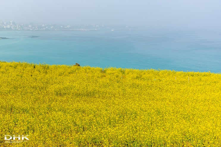 3~4월 제주도 봄에 가볼만한곳 함덕해수욕장 서우봉 제주 유채꽃 명소 네이버 블로그