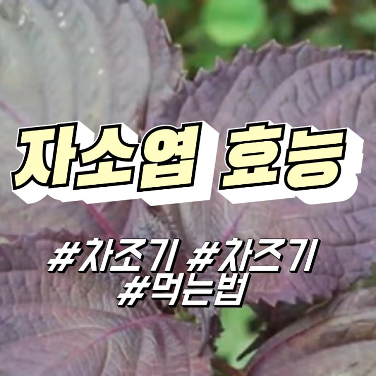 자소엽 효능 차조기잎 먹는법 차즈기 추출물 네이버 블로그