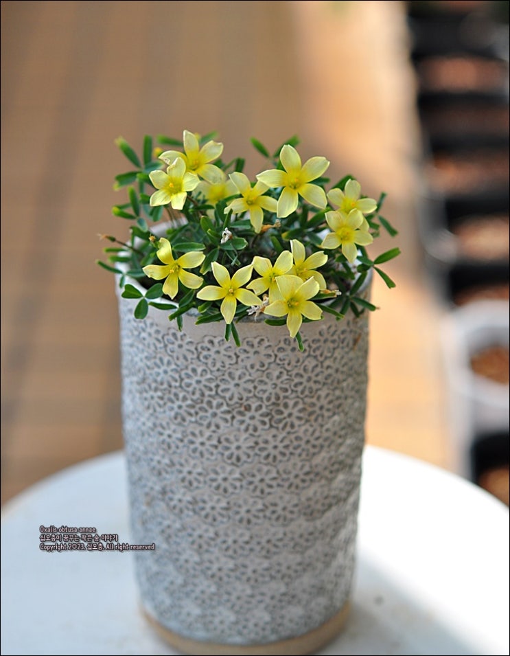 [Oxalis obtusa annae] : 네이버 블로그