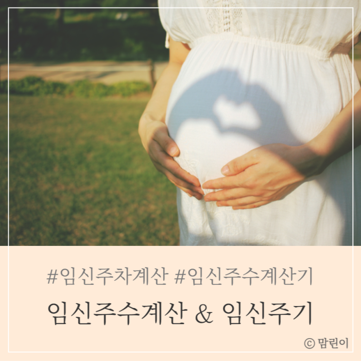 임신주차계산 주수계산기 방법과 임신주기 초기 중기 후기 확인 네이버 블로그