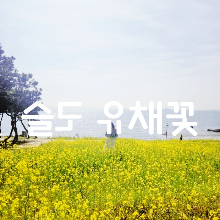 슬도 유채꽃 파도 소리 함께하는 여기는 울산feat슬도 주차장 대왕암 해안 산책로 코스 네이버 블로그