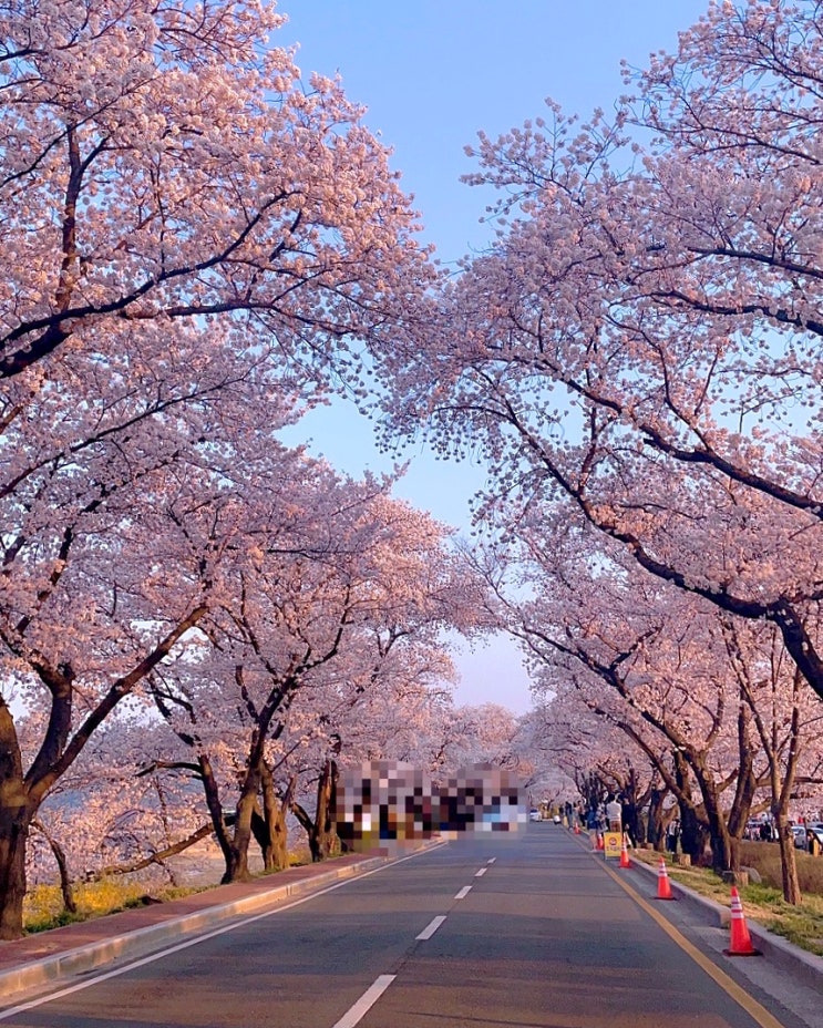 경주 김유신장군묘 흥무로 벚꽃 명소 드라이브 산책 나들이 네이버 블로그