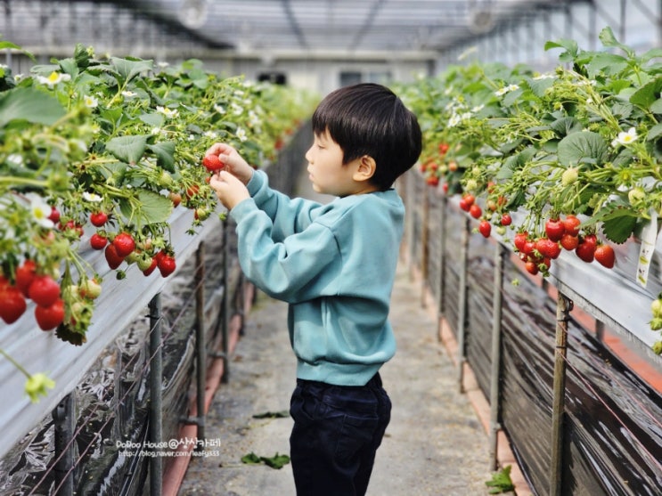 파주 일산 딸기체험 농장 햇살딸기농원 네이버 블로그