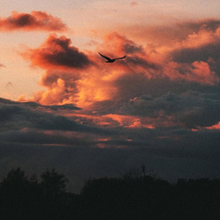 Mesani - In the yard [노래가사, 듣기, Audio] : 네이버 블로그