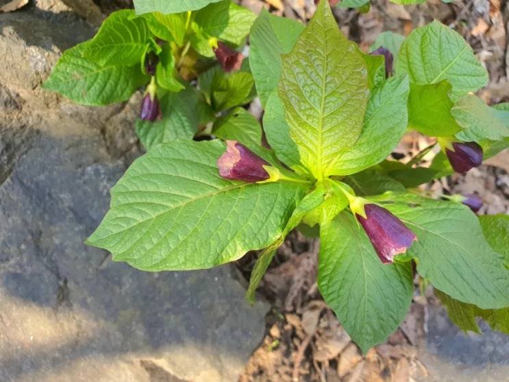 맹독성을 가진 식물, 미치광이풀(학명 Scopolia japonica)/가지과(Solanaceae) 미치광이풀속(Scopolia ...