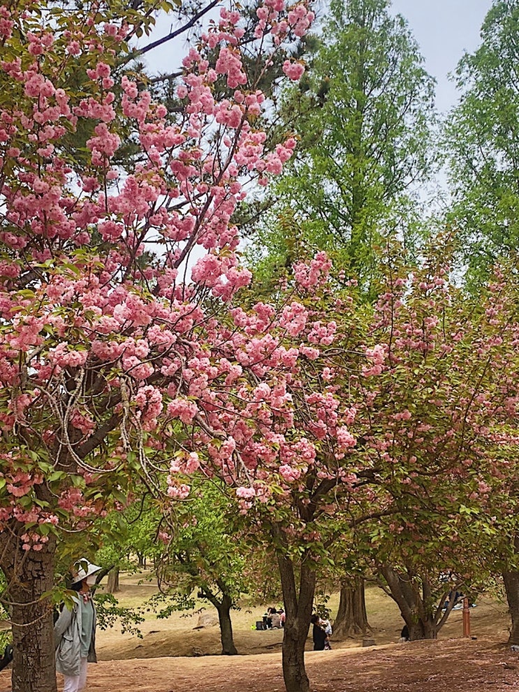 부산 근교 경주 당일치기 여행지 경주 불국사 겹벚꽃 명소 데이트코스 갈만한곳 네이버 블로그