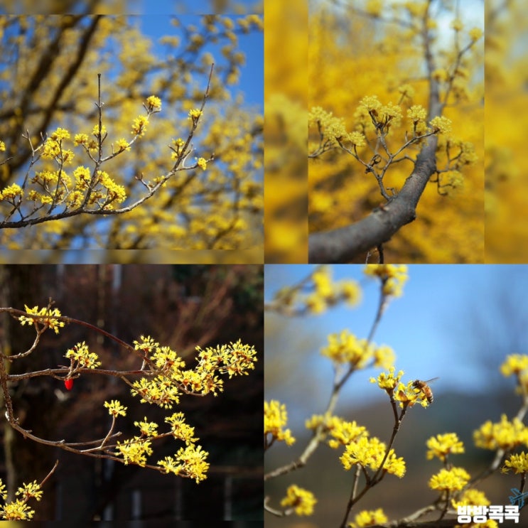 경기도 이천 가볼만한곳 산수유마을 볼거리 놀거리 이천백사 산수유 꽃축제 네이버 블로그
