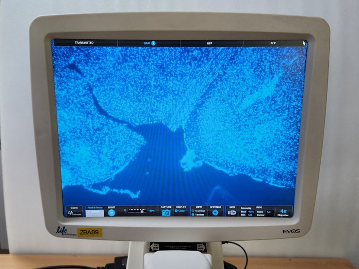 EVOS FL Imaging System AMF4300 위상차 도립현미경 (ZBA89) : 네이버 블로그