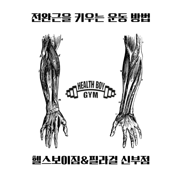 전완근을 빠르게 키워주는 방법 헬스보이짐and필라걸 신부점 신부동 헬스장 천안 헬스장 신부동 벌크업 천안 벌크업 신부동 근처 헬스장