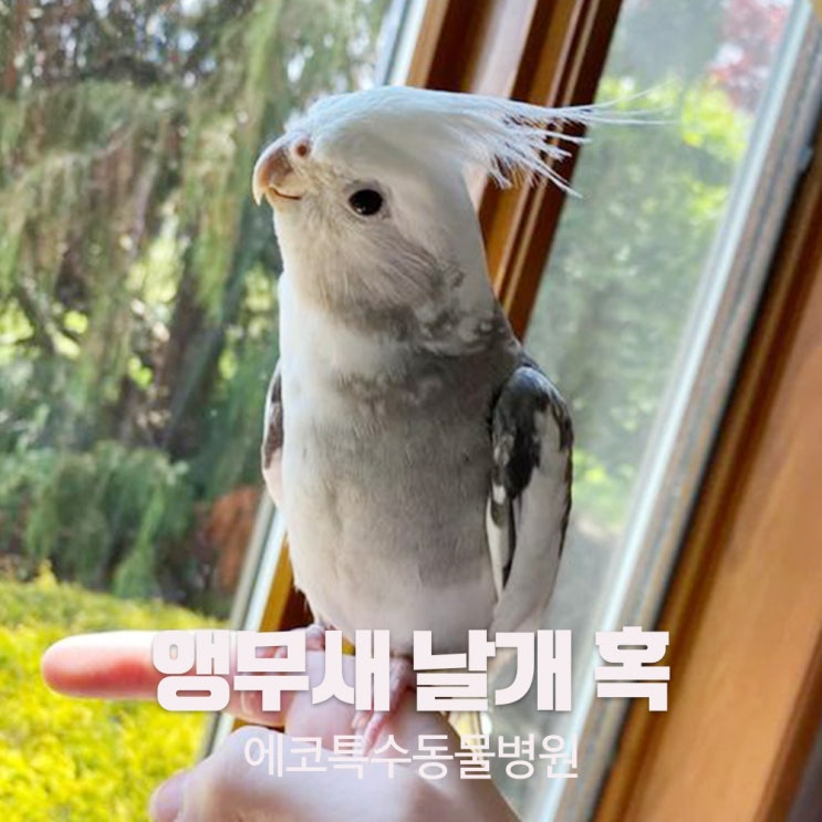 앵무새 날개 속에 숨은 혹의 정체는? - 앵무새 종양 수술 후기 : 네이버 블로그