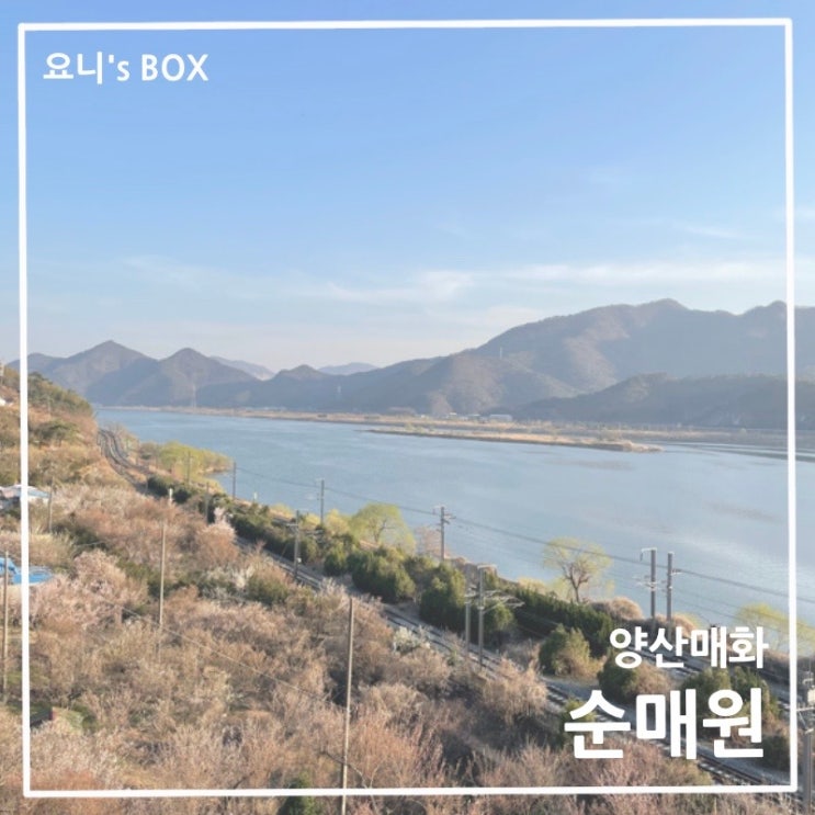 양산 가볼만한곳 순매원 원동매화축제 가는방법 및 주차 네이버 블로그