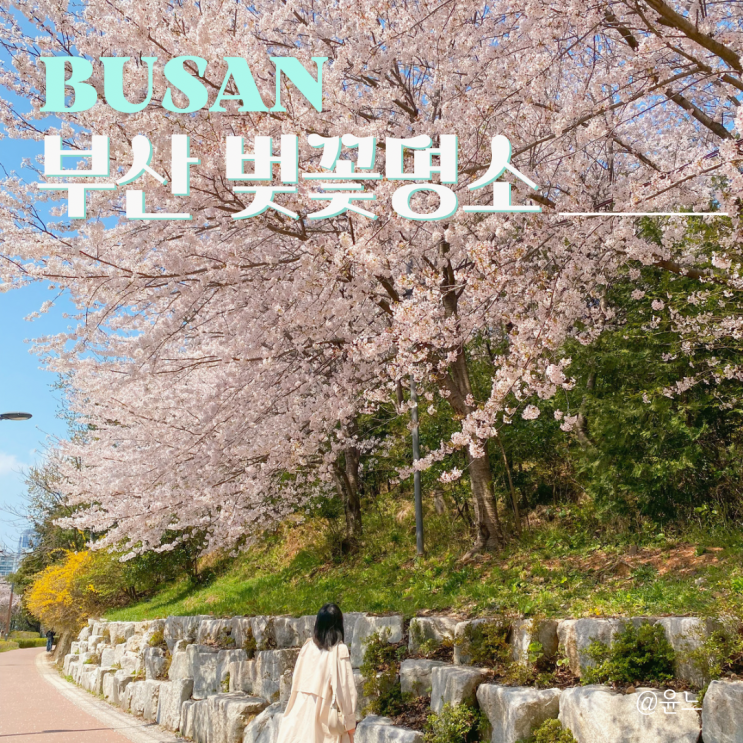 부산 벚꽃 개화상황 벚꽃명소 수영강 달맞이길 삼익비치 등 네이버 블로그