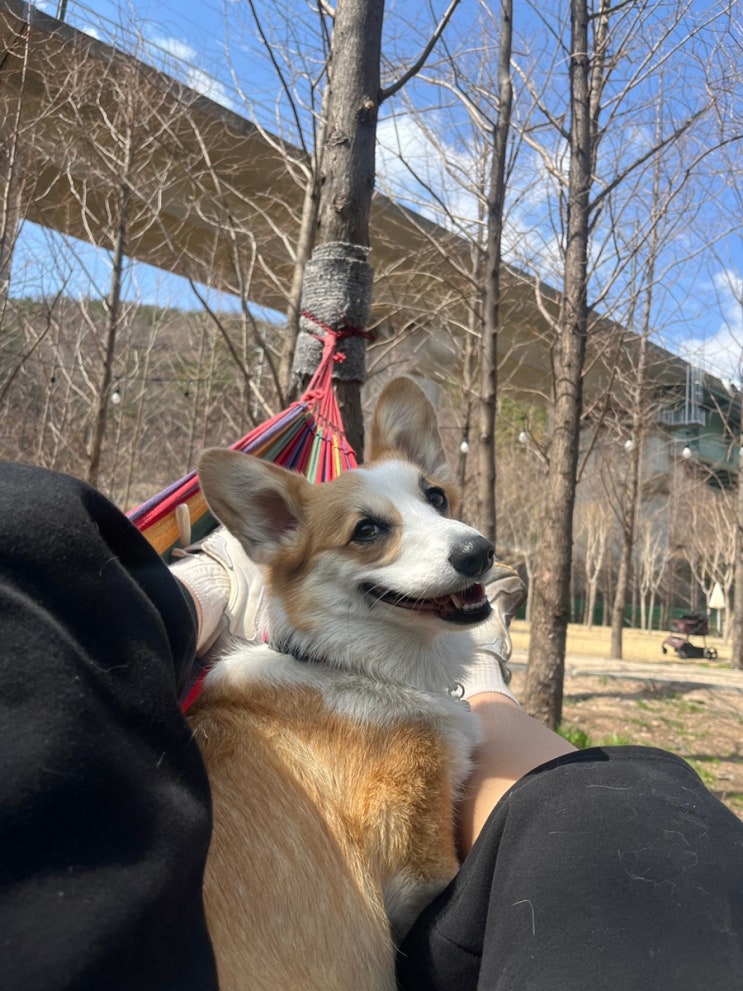 양산부산인근 반려견 운동장 대관 운동장 대형견 가능 Ppp펫파크 프라이빗 애견놀이터 대관 반려견 운동장 네이버 블로그