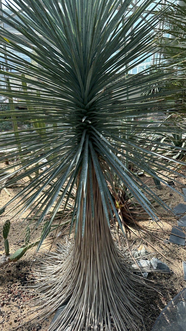 Yucca rigida 블루유카 : 네이버 블로그