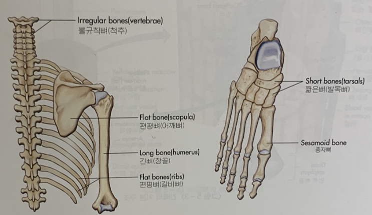 뼈대 계통뼈의 구조와 기능 1 네이버 블로그