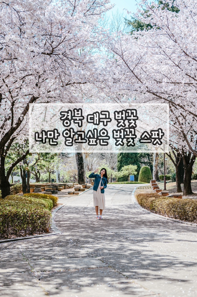 경북 대구 벚꽃 숨은 대구 벚꽃 명소 대구 가볼만한 곳 대구 봄 여행 대구 벚꽃 여행지 대구 벚꽃 맛집 네이버 블로그