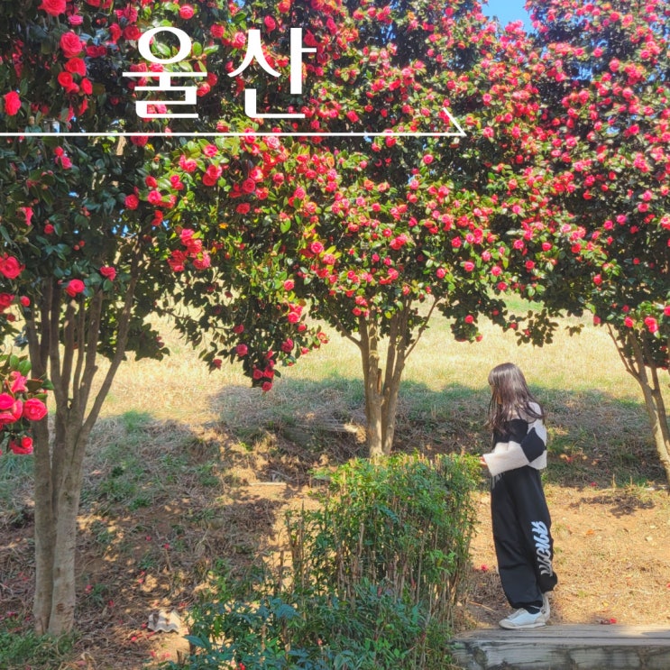 울산 Mbc 동백꽃 명소 개화 상태 장무공원 주차 정보 네이버 블로그