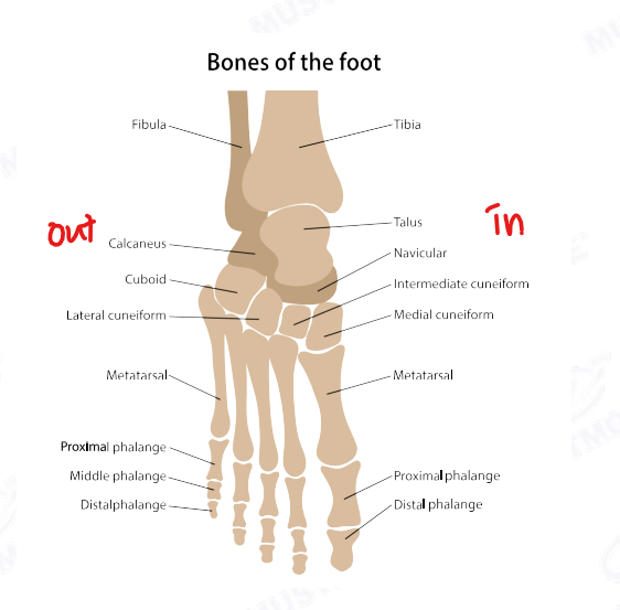 Ankle and foot/ Ankle joint의 구조 : 네이버 블로그
