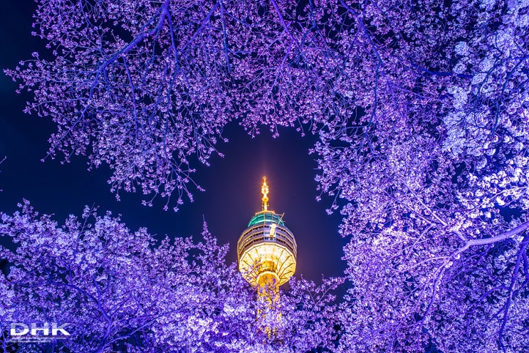 대구 가볼만한곳 이월드 벚꽃축제 벚꽃길 83타워 전망대 벚꽃명소 야경까지 : 네이버 블로그