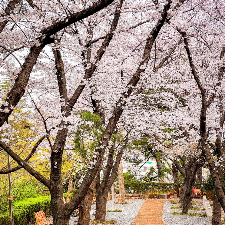 울산 벚꽃 숨은 명소 학성공원 동백꽃 가득 피었어요 네이버 블로그