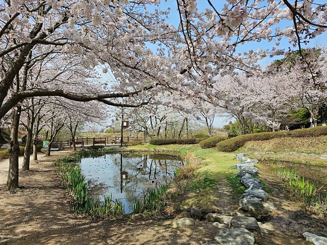 화동못수변공원 울산 벚꽃 숨은 명소 구경 갈만한 곳울산 봄에 가볼 만한 곳아이들과 가볼 만한 곳 네이버 블로그