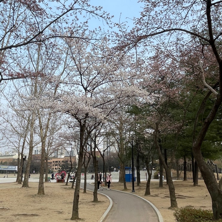 안양 가볼만한곳 평촌중앙공원 벚꽃개화 주차 네이버 블로그