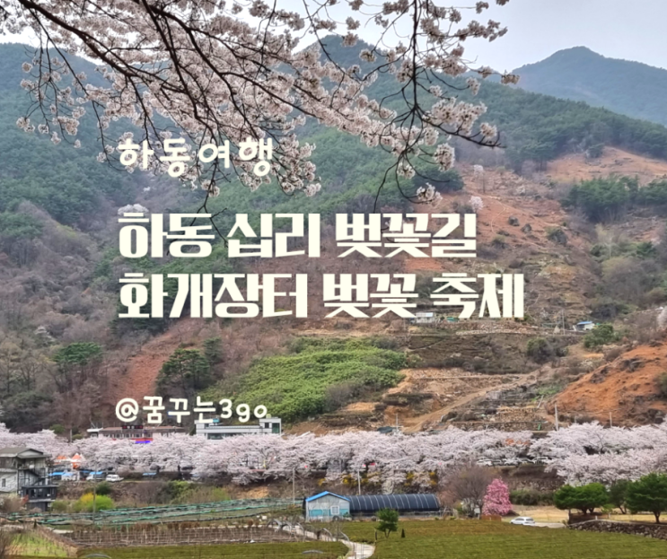 하동 화개 장터 벚꽃 축제 쌍계사 십리 벚꽃 길 만개 실시간 개화 상황 네이버 블로그
